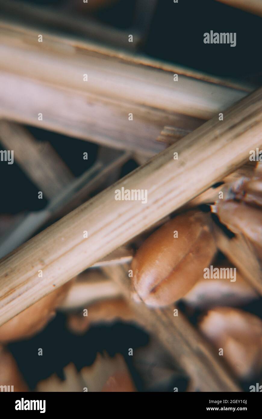 Vertical shot wooden sticks hi-res stock photography and images - Alamy