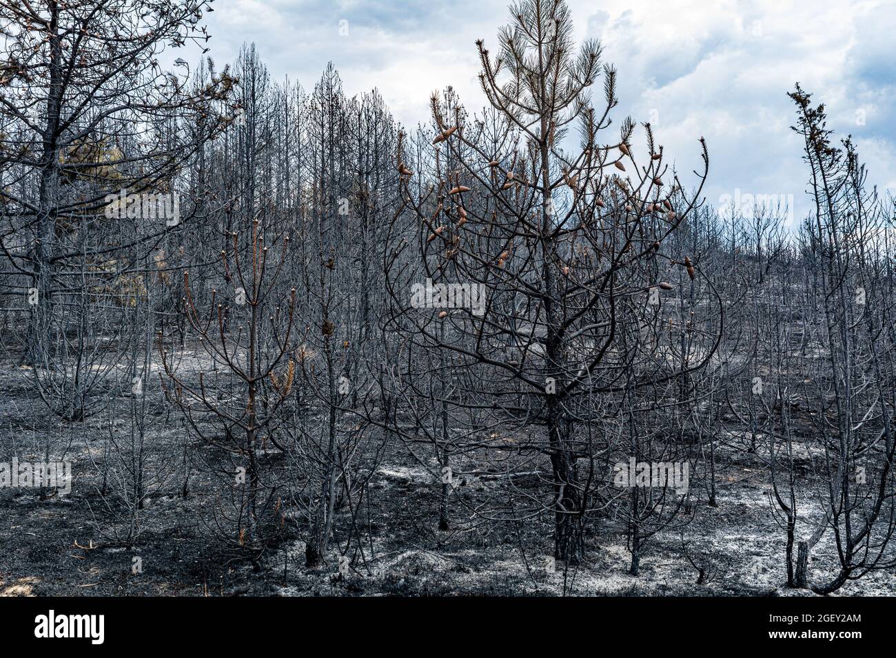 Remains of burnt trees after a forest fire Stock Photo - Alamy