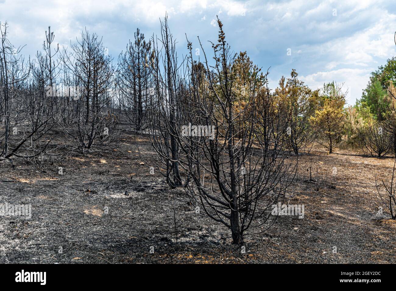 Remains forest after fire hi-res stock photography and images - Alamy