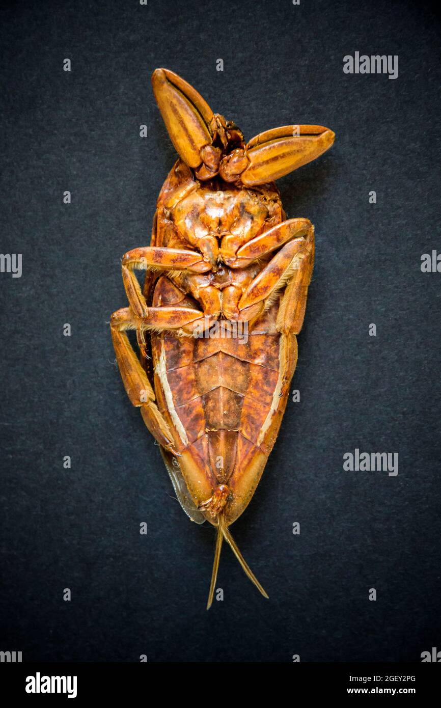 Dead dried cockroach isolated on black background Stock Photo - Alamy
