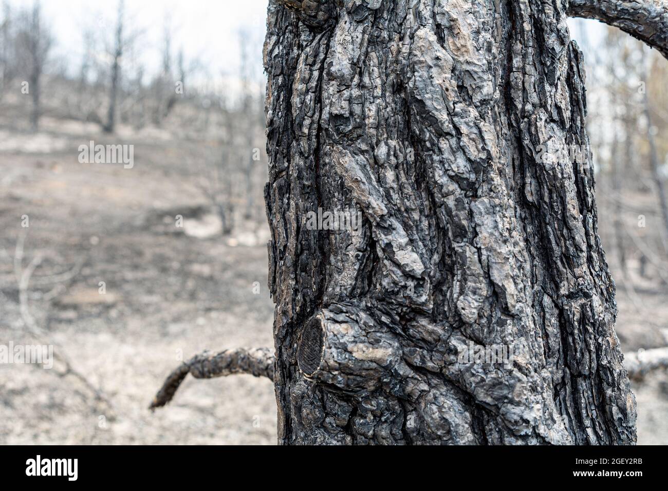Charred wooden trunks hi-res stock photography and images - Alamy