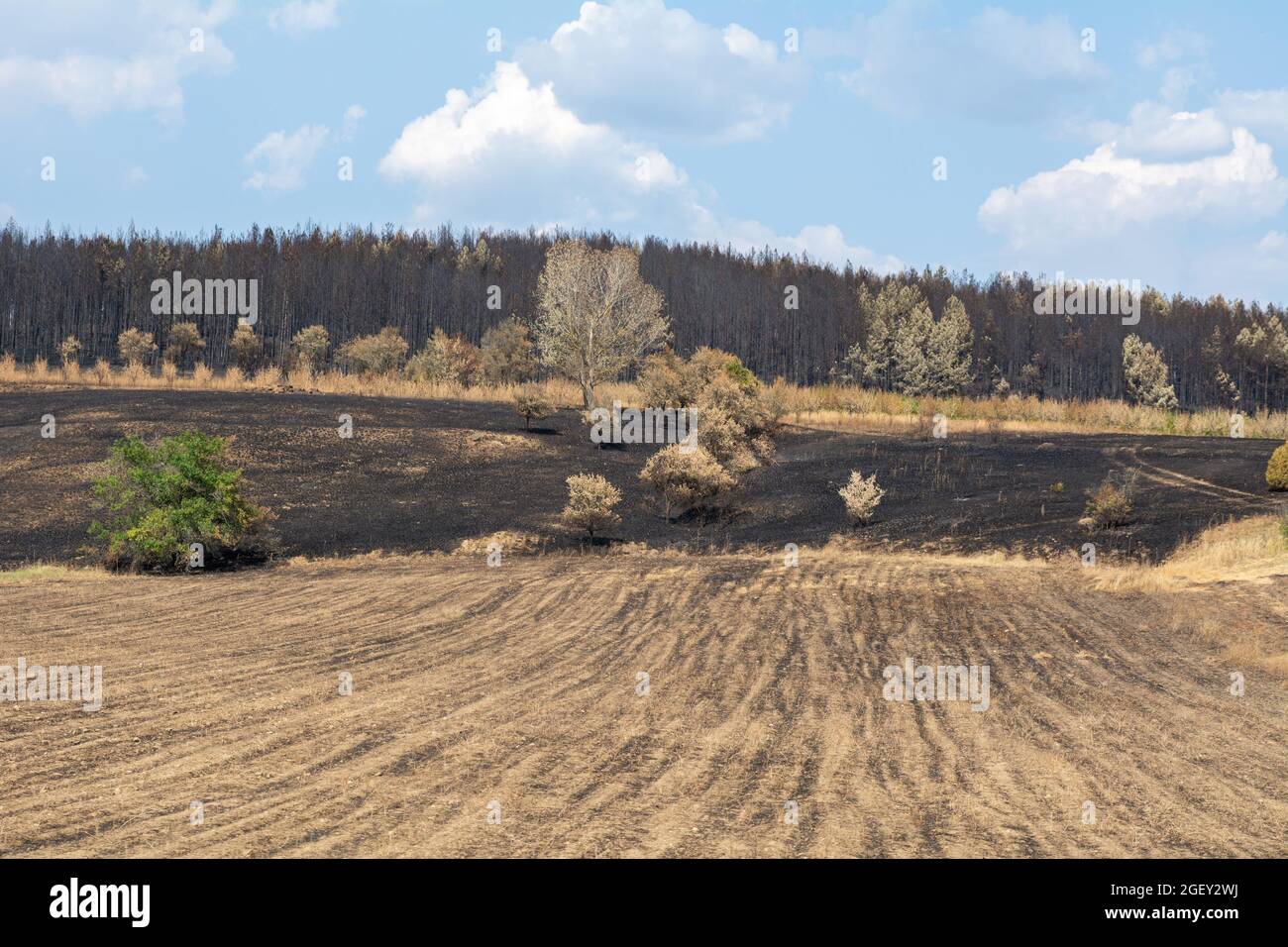 Smoke ashes after forest fire hi-res stock photography and images - Alamy