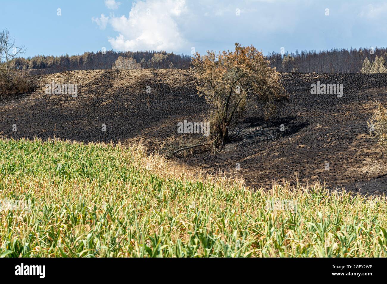 Emergency agricultural disaster hi-res stock photography and images - Alamy