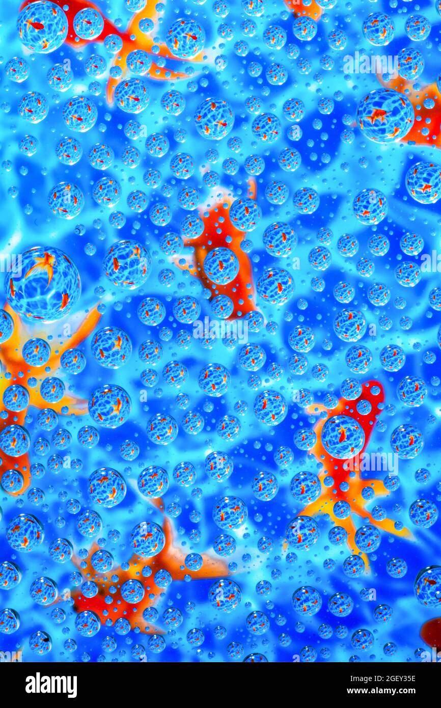 Goldfish Texture High Resolution Stock Photography and Images - Alamy