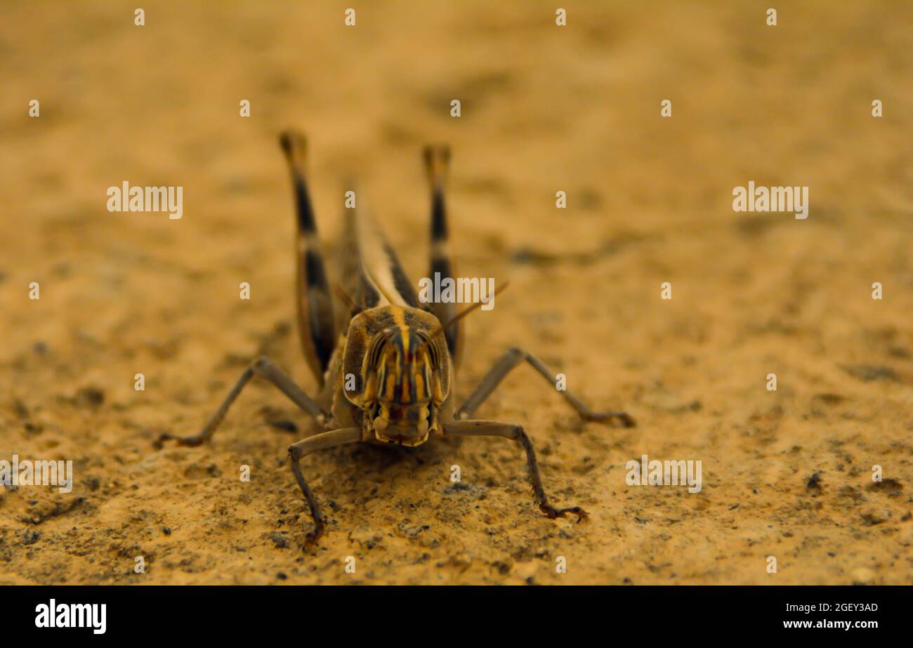 A locust on the golden sands in the desert, photographed in the desert ...