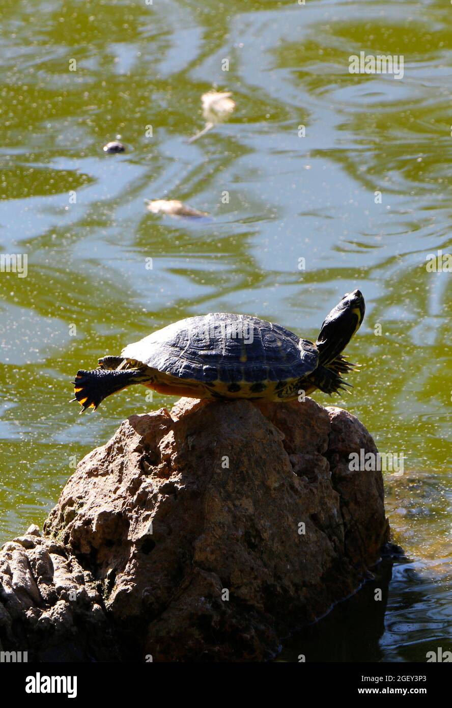 European pond turtle balanced on a rock basking in the sun with ...