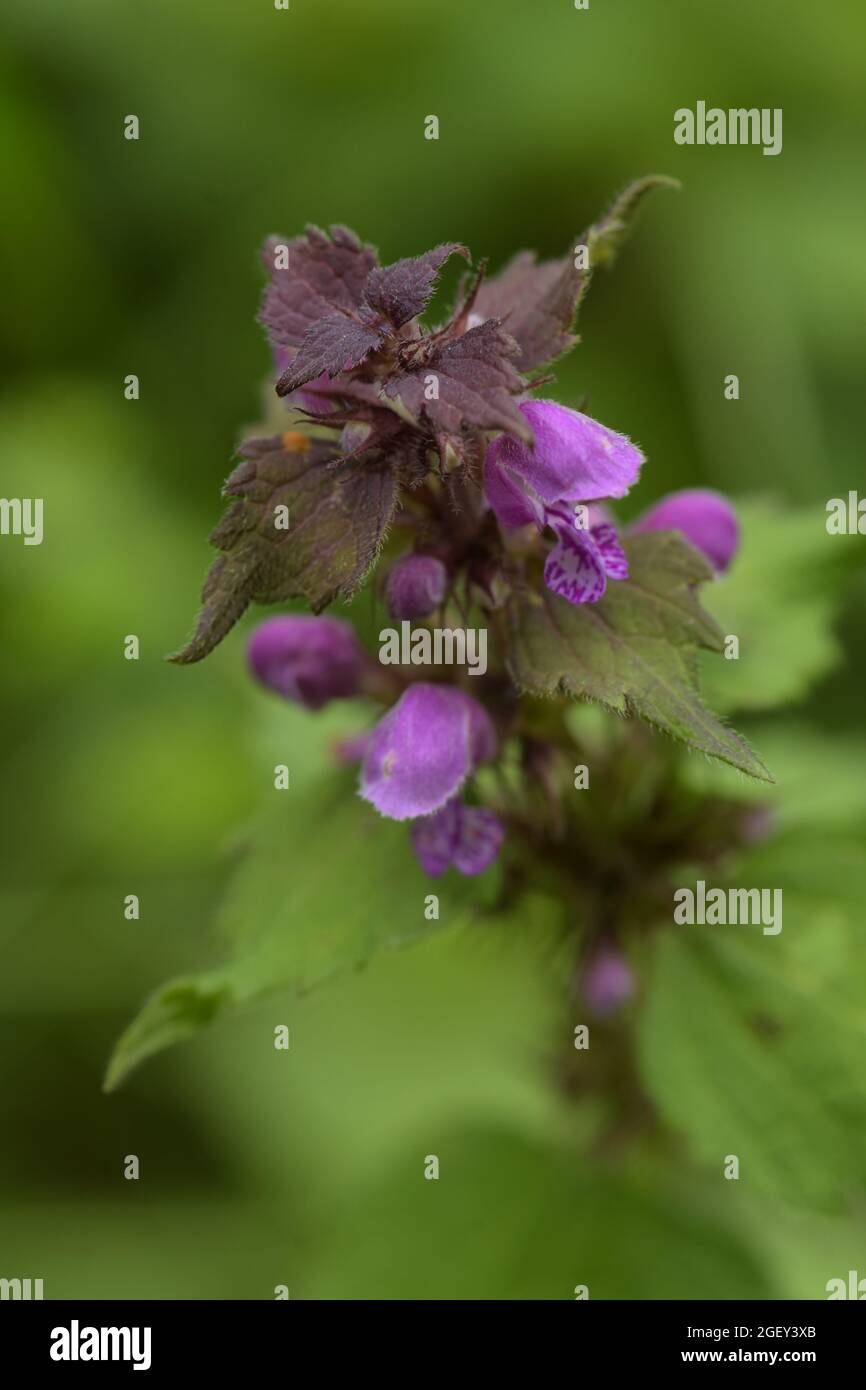 Purple deadnettle hi-res stock photography and images - Alamy