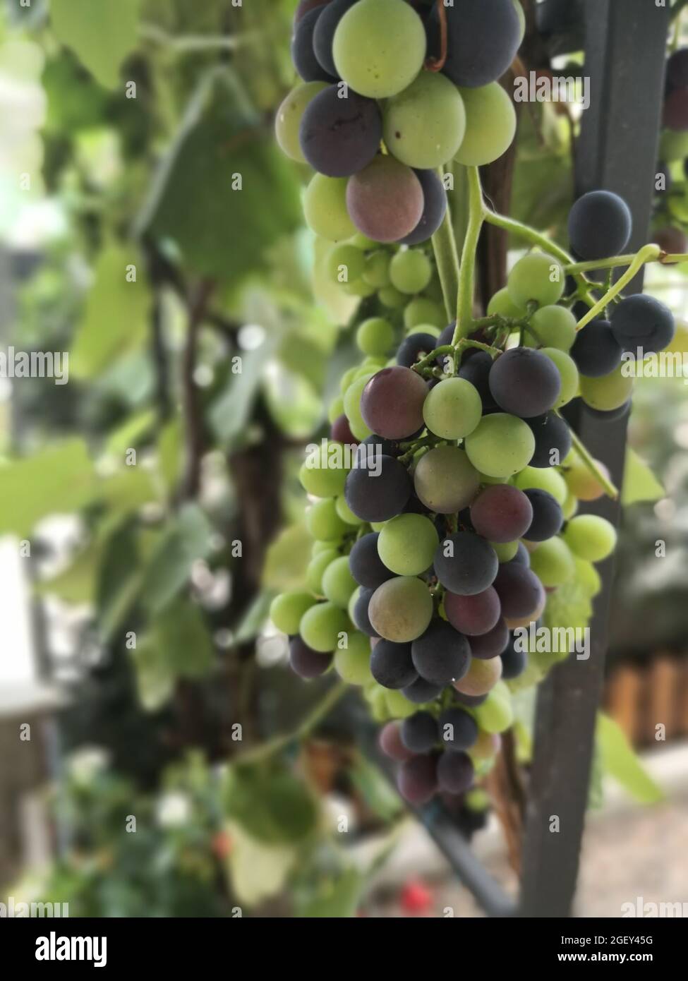 a view of a natural grape Stock Photo - Alamy