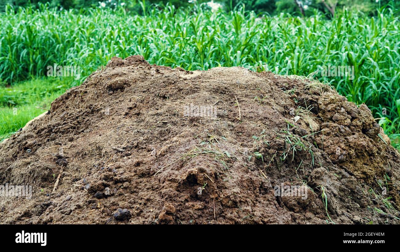 Pile of manure fertilizer for the garden in the village. Fertilizing ...