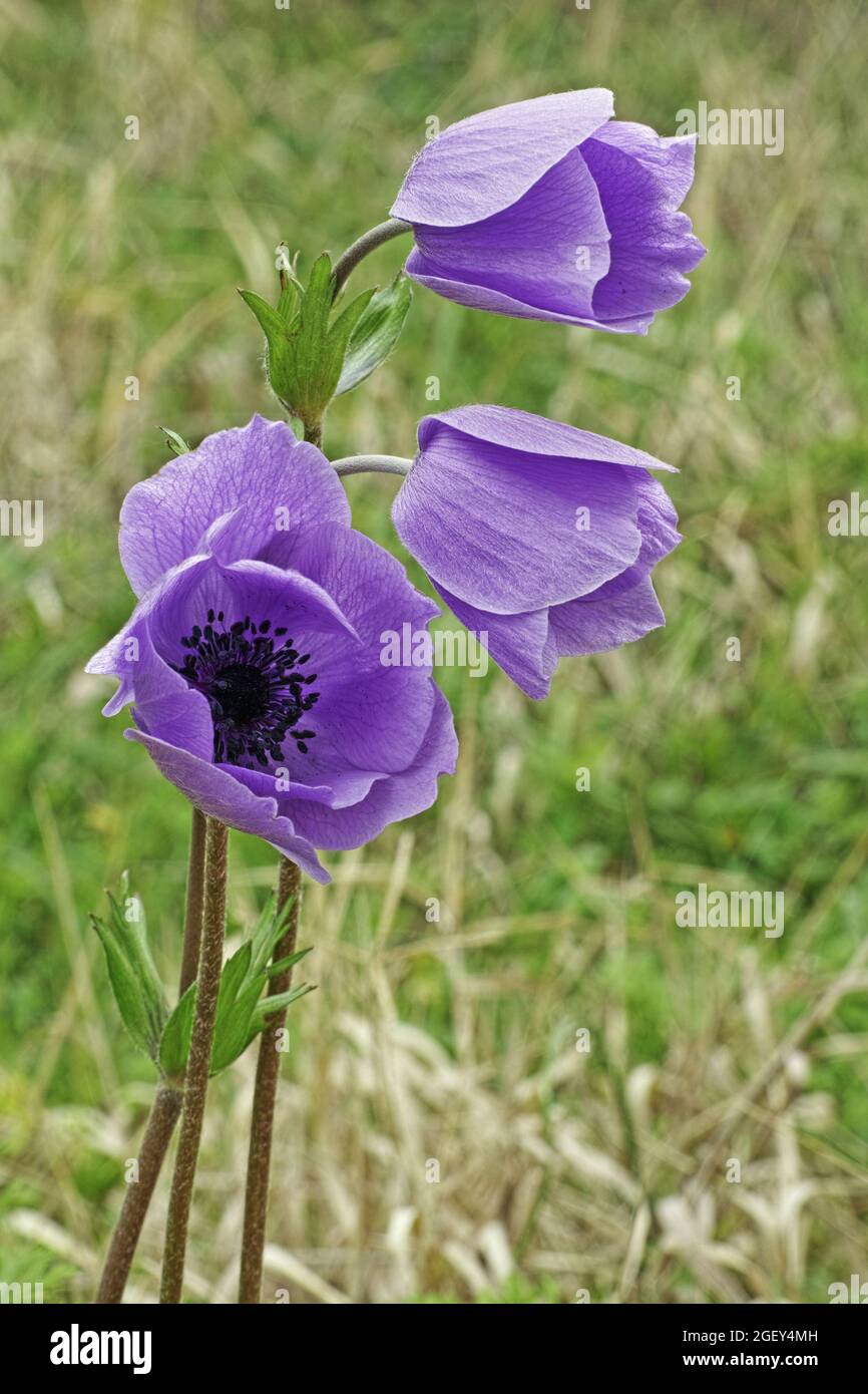 Anemone small purple flowers hi-res stock photography and images - Alamy