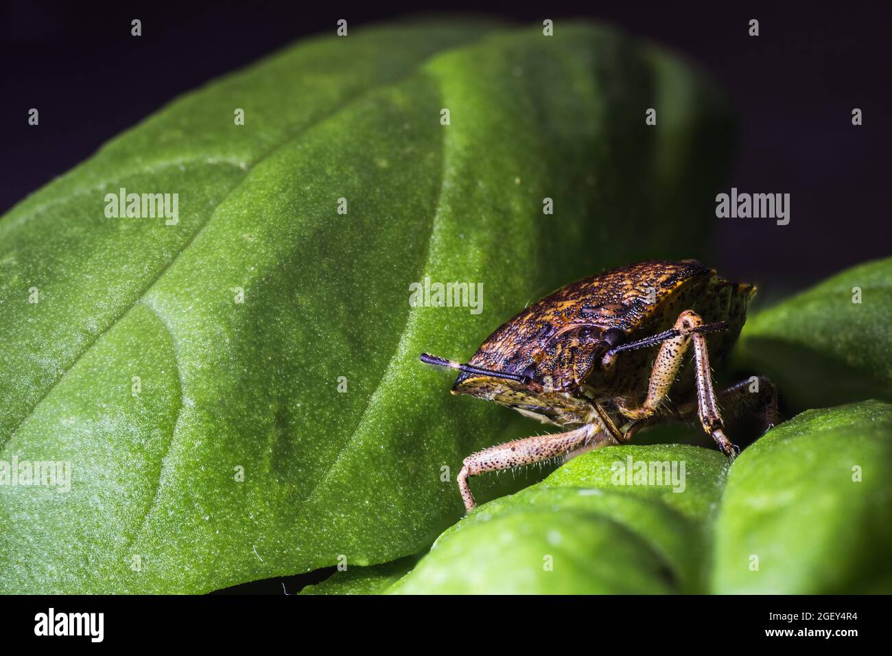 A closeup shot of a bug on the basil leaf Stock Photo - Alamy