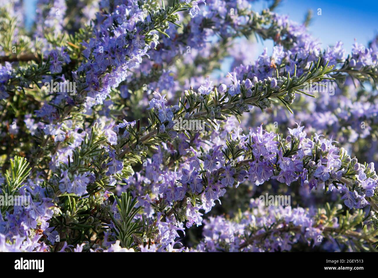 The rosemary plant in bloom in the spring season Stock Photo - Alamy