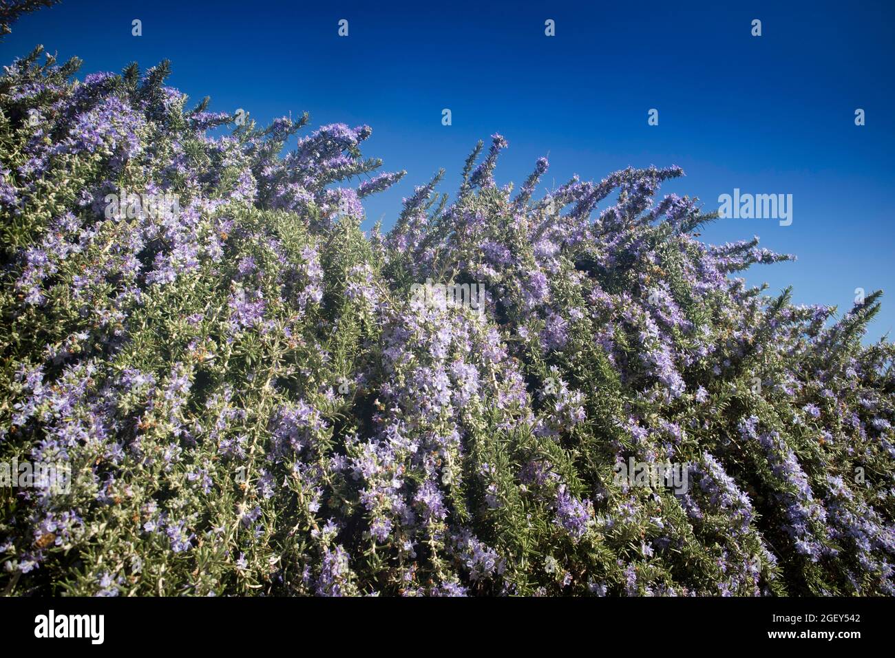 The rosemary plant in bloom in the spring season Stock Photo - Alamy