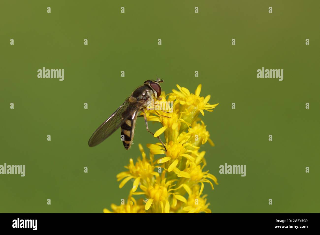 Female hoverfly Meliscaeva auricollis, family hoverflies (Syrphidae) on ...