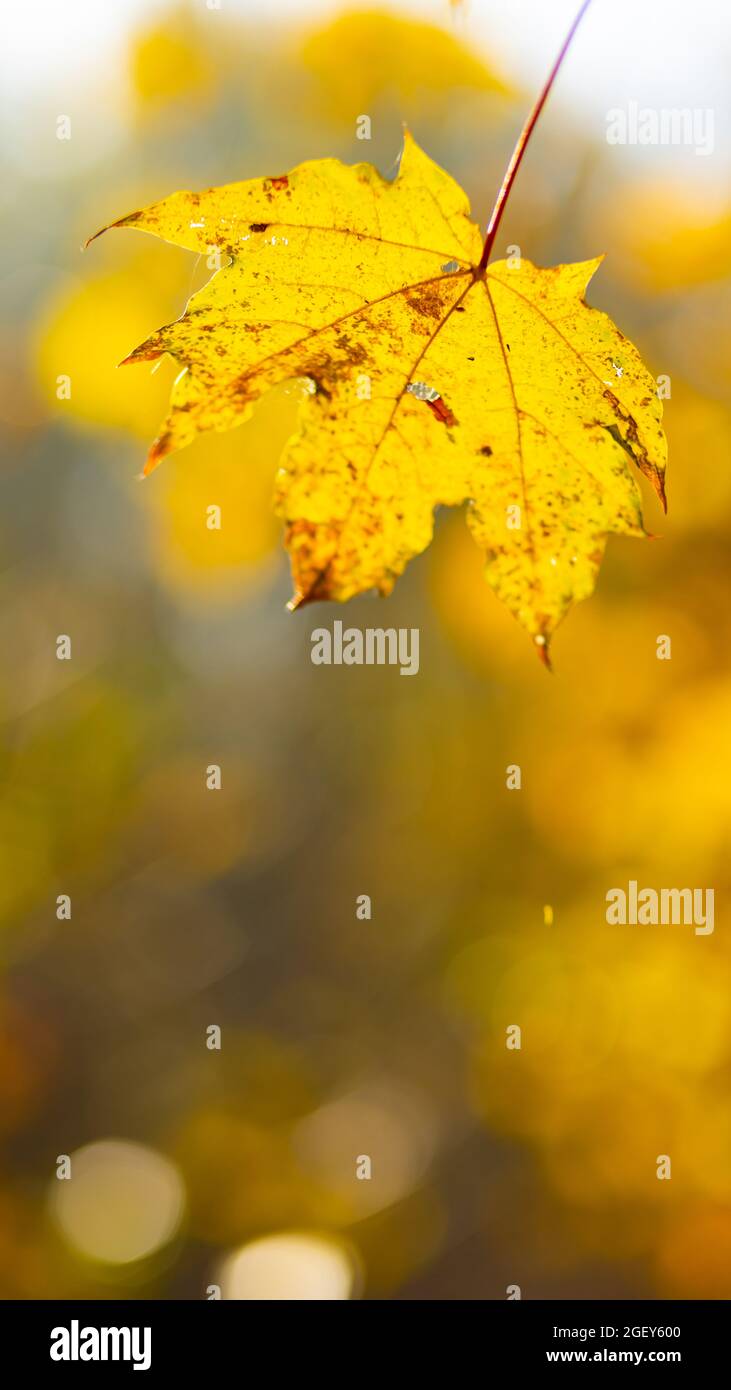 Yellowed leaves in the autumn park. Beautiful maple leaves in the fall season. Autumn concept ...