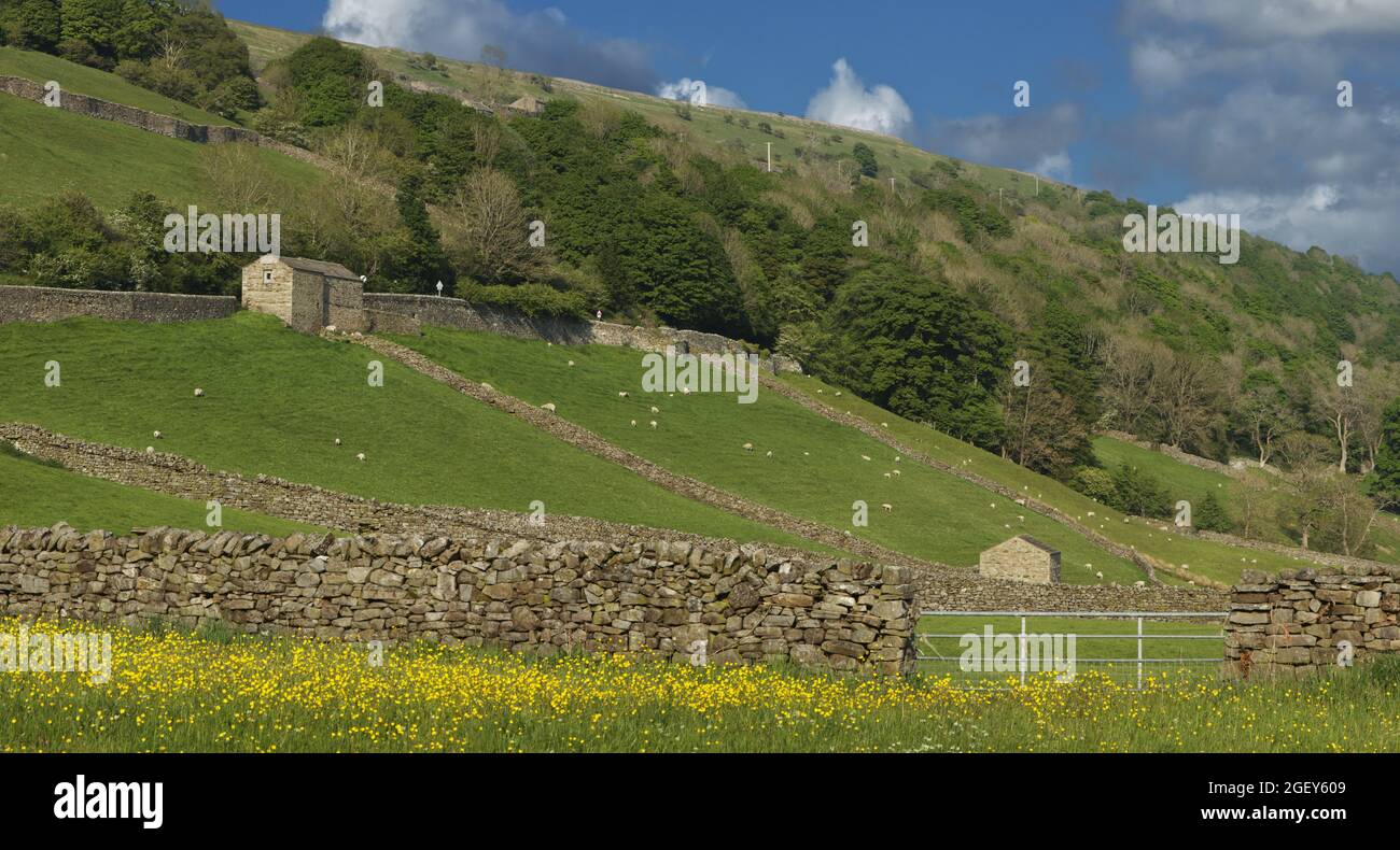 Hay meadows in flower, with field barns, sheep and dry stone walls ...