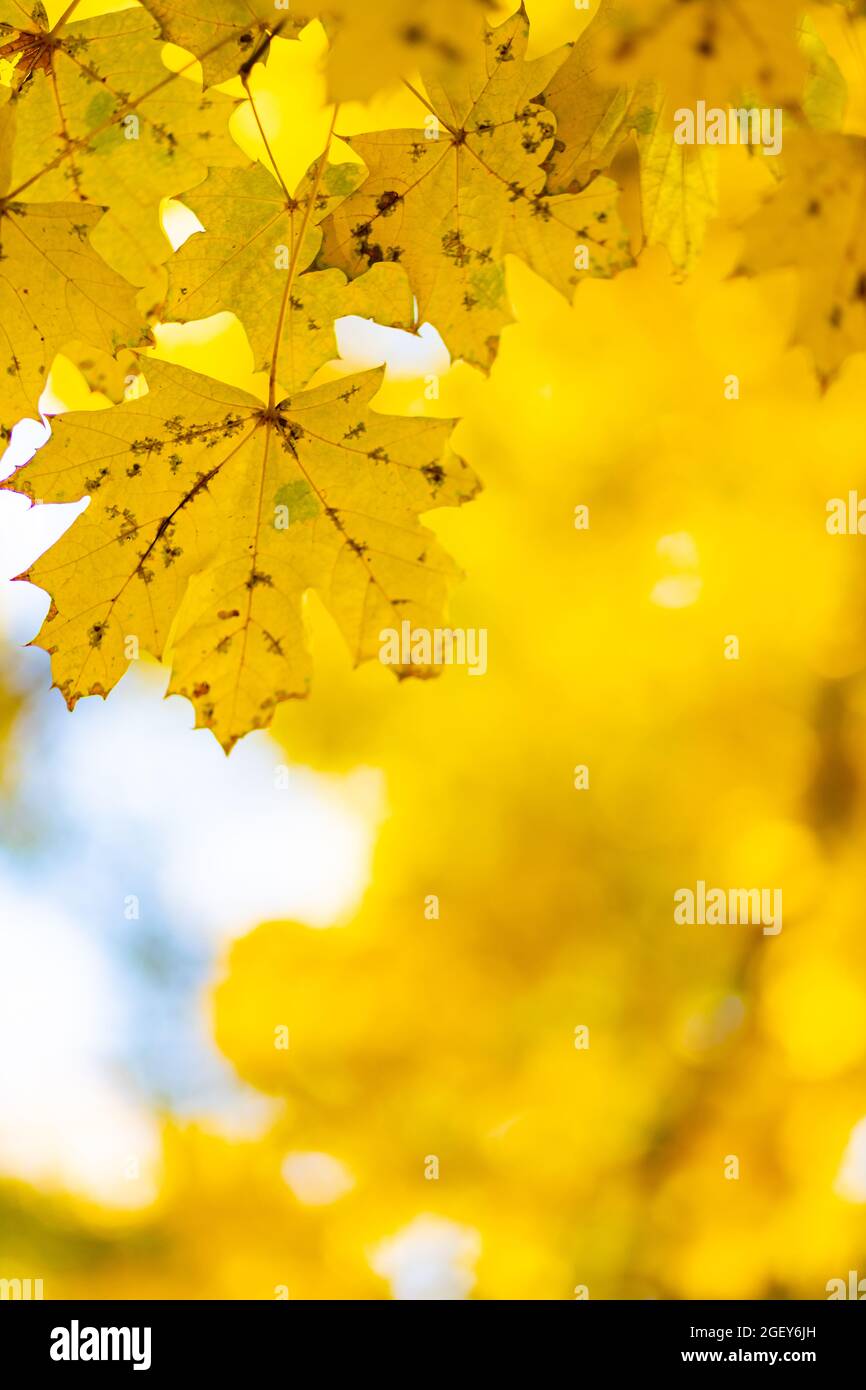 Golden autumn concept. Autumn background with yellow maple leaves ...