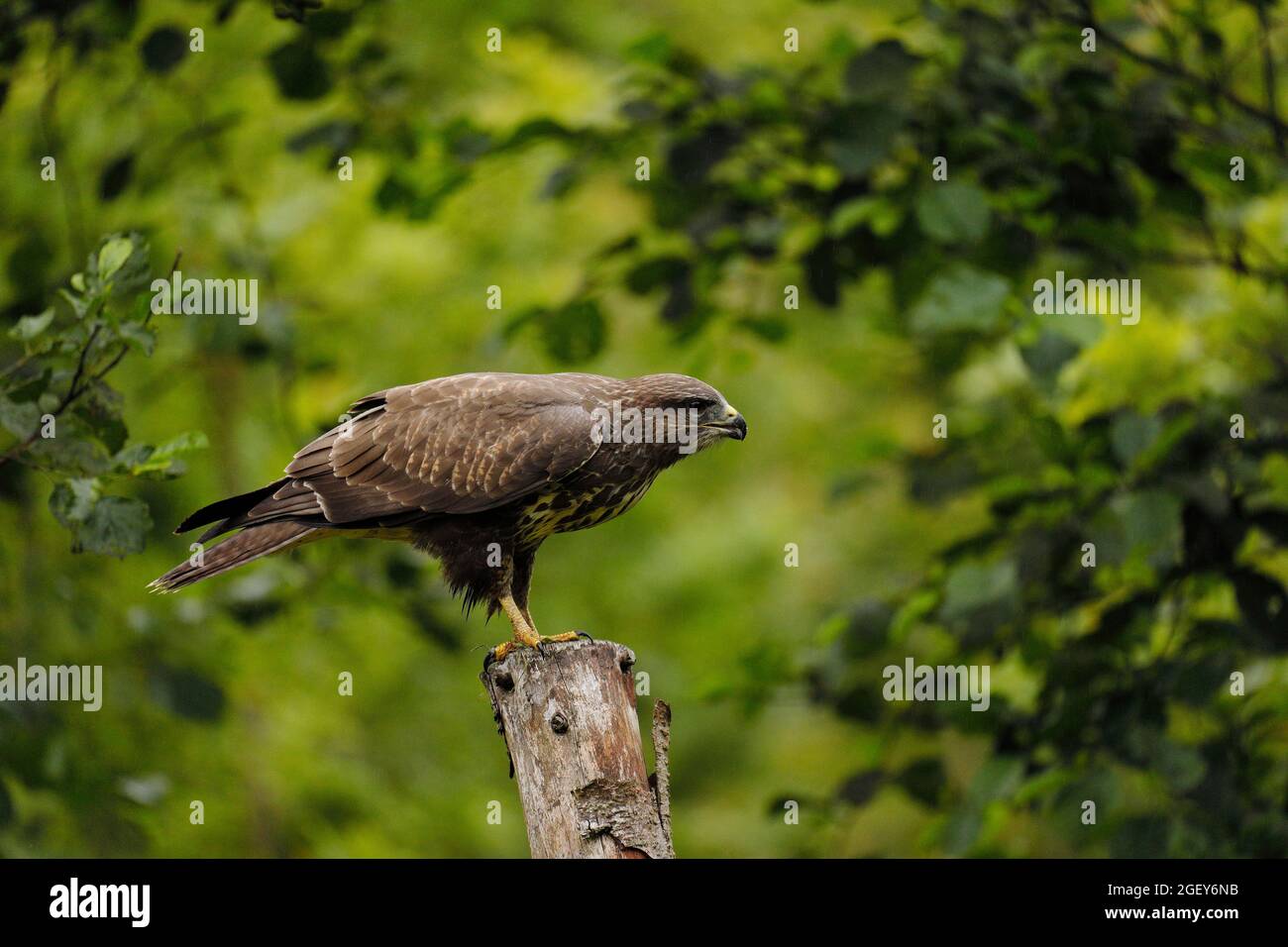 Common Buzzard Feet High Resolution Stock Photography and Images - Alamy
