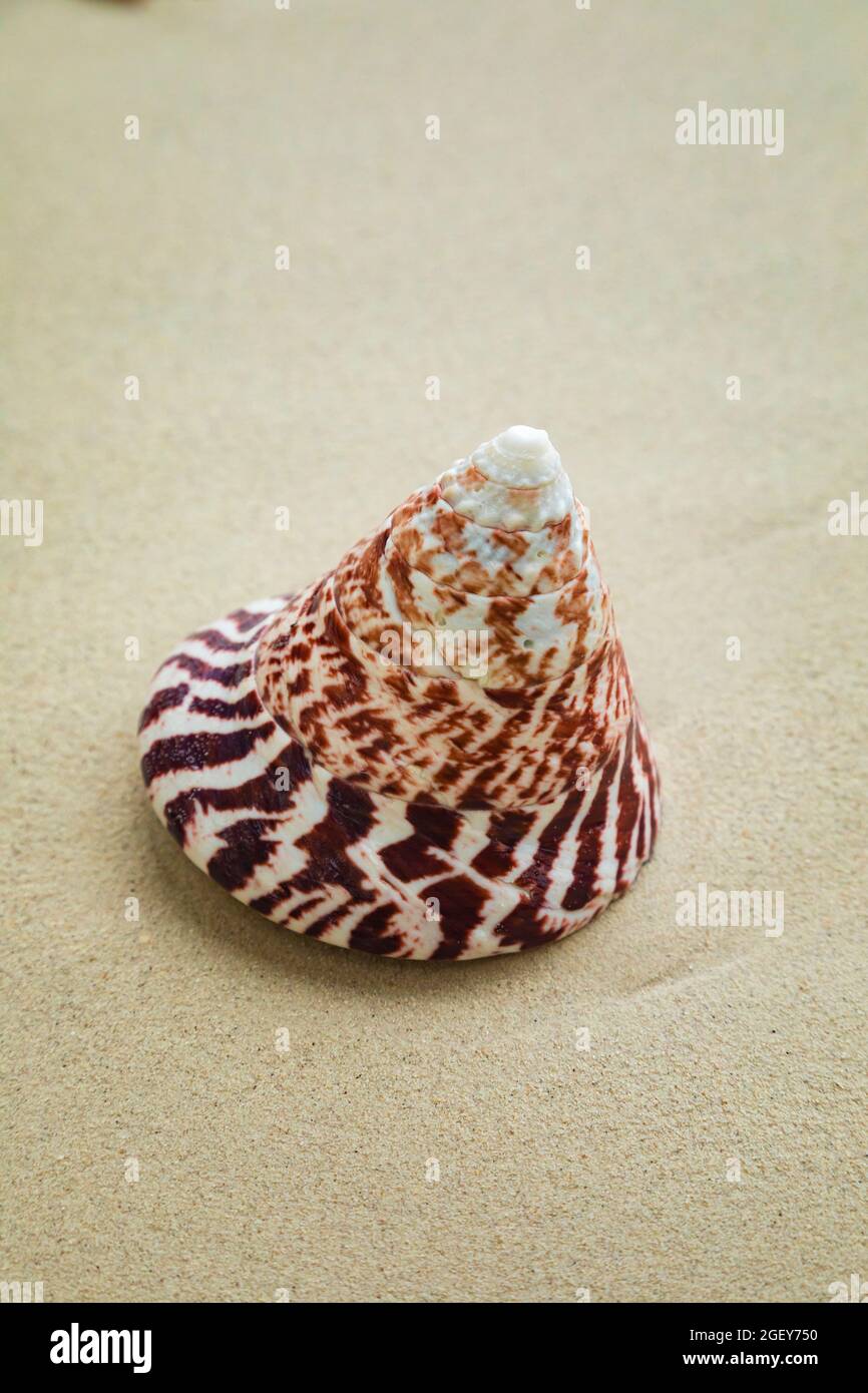 A lovely spiral conical shell, with a tabby drawing, lying on the sand ...