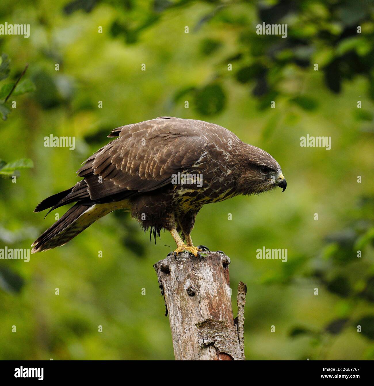 Common Buzzard Feet High Resolution Stock Photography and Images - Alamy