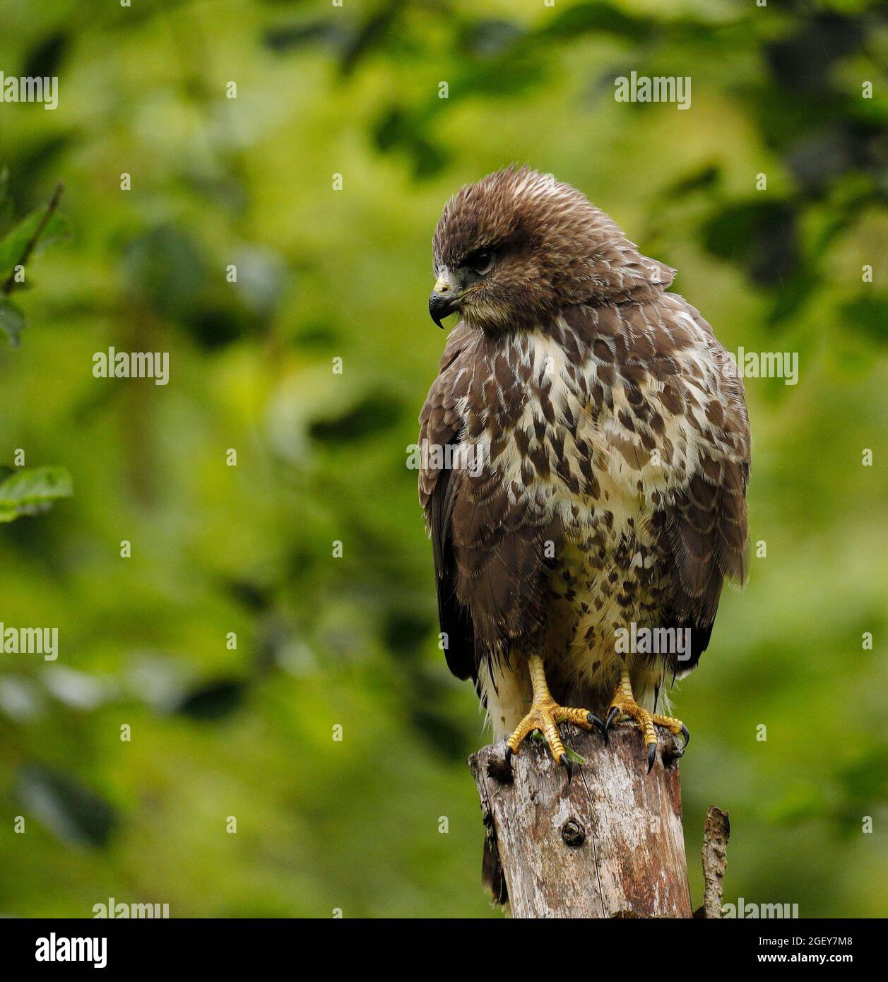 Dark brown raptor hi-res stock photography and images - Alamy