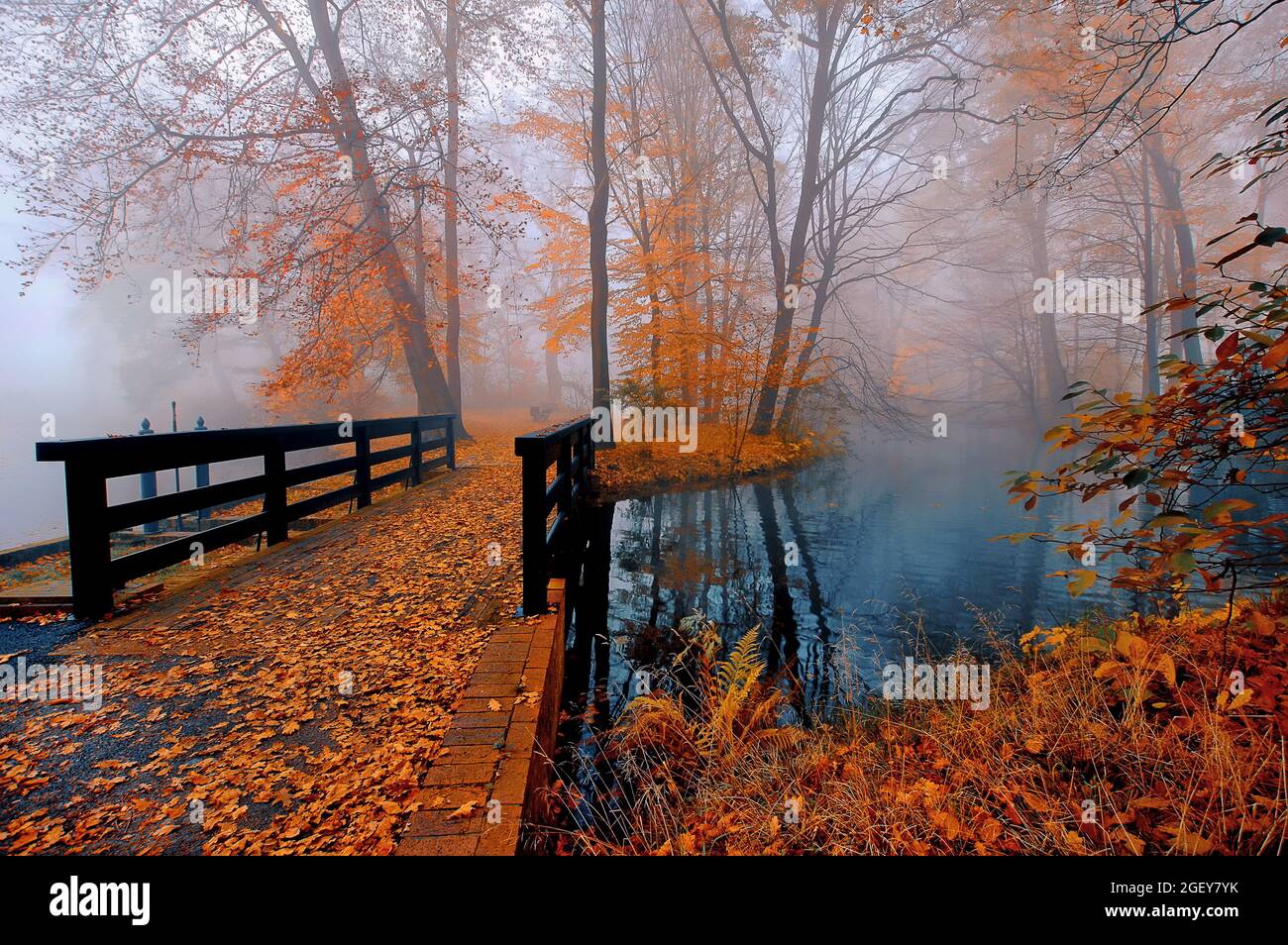 Autumn misty landscape trees hi-res stock photography and images - Alamy