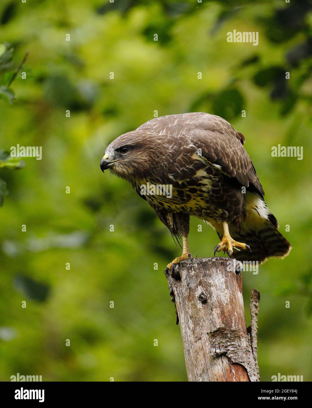 Common Buzzard Feet High Resolution Stock Photography and Images - Alamy