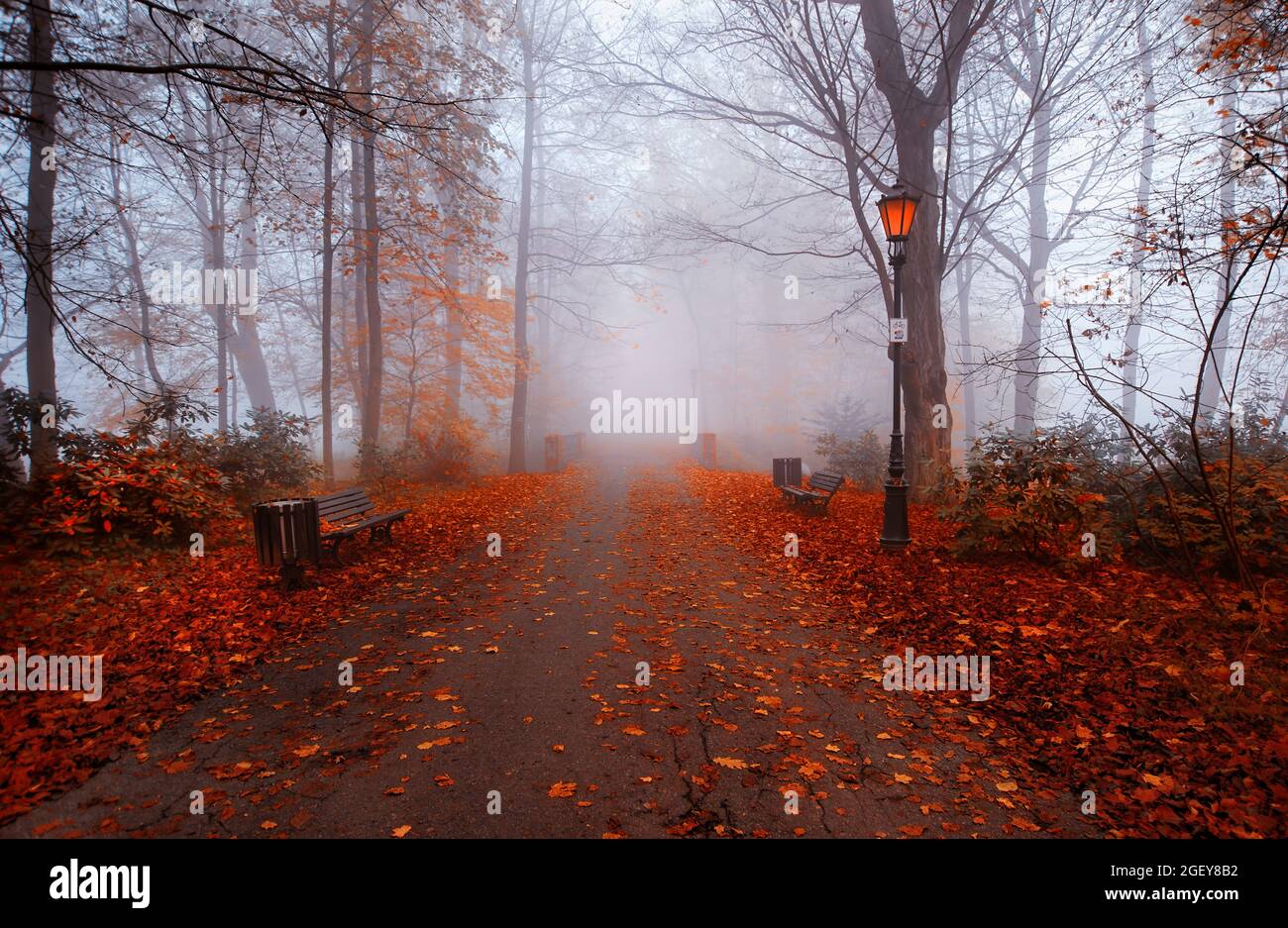 Autumn alley trees, misty landscape Stock Photo - Alamy