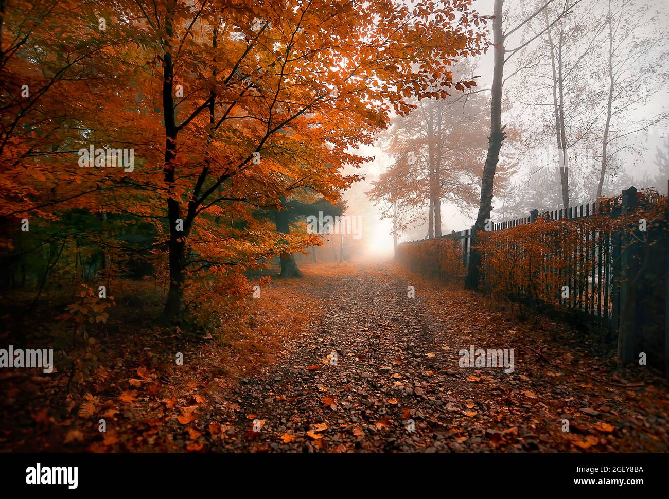 Alley trees in the park. Autumn misty landscape. Avenue trees Stock ...