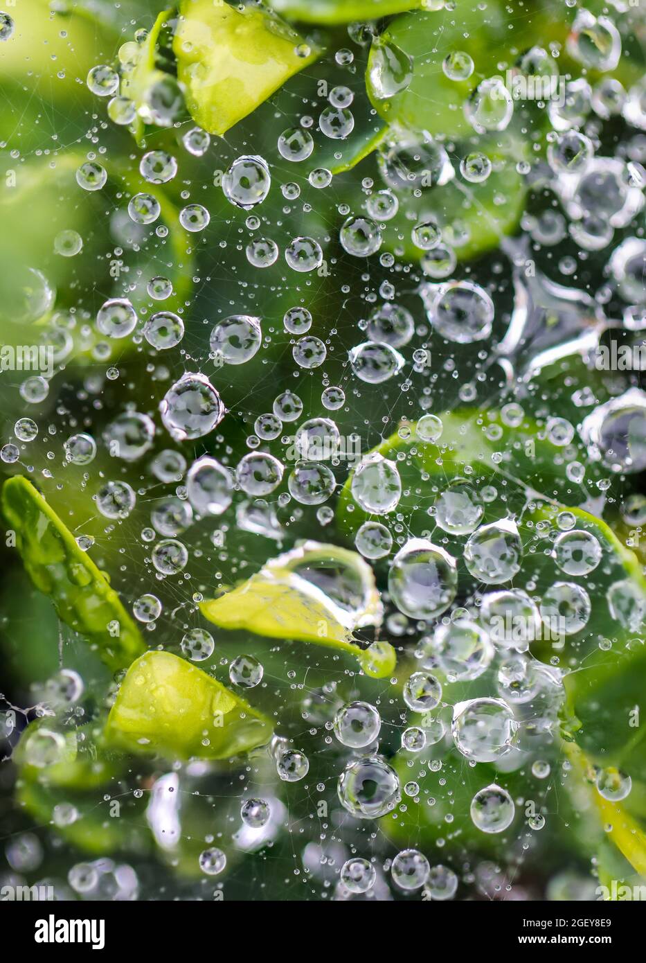 Tiny droplets of water accumulated on spiders web and green leaves ...