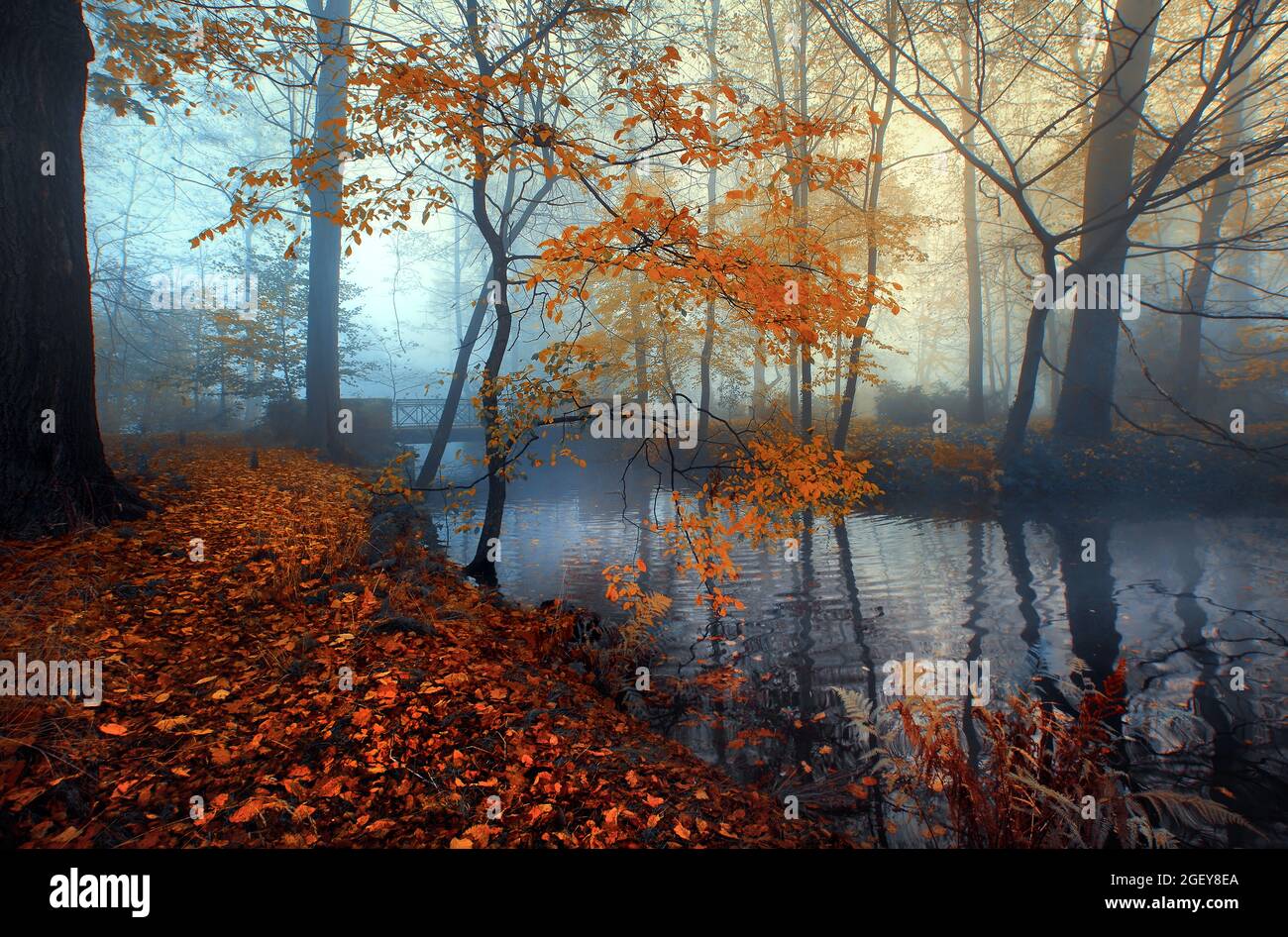 Autumn alley trees, misty landscape Stock Photo - Alamy