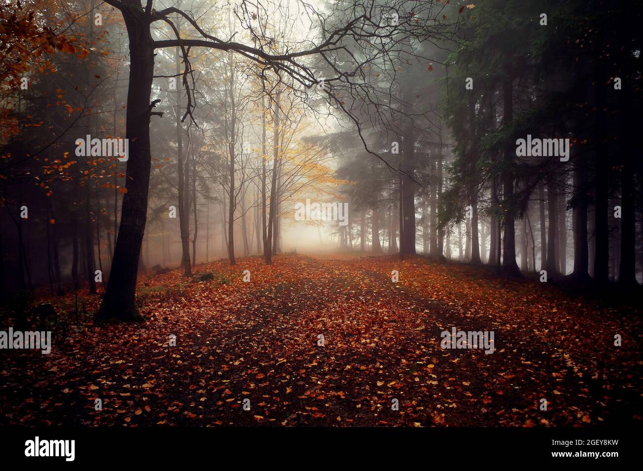 Misty forest landscape, avenue trees Stock Photo - Alamy