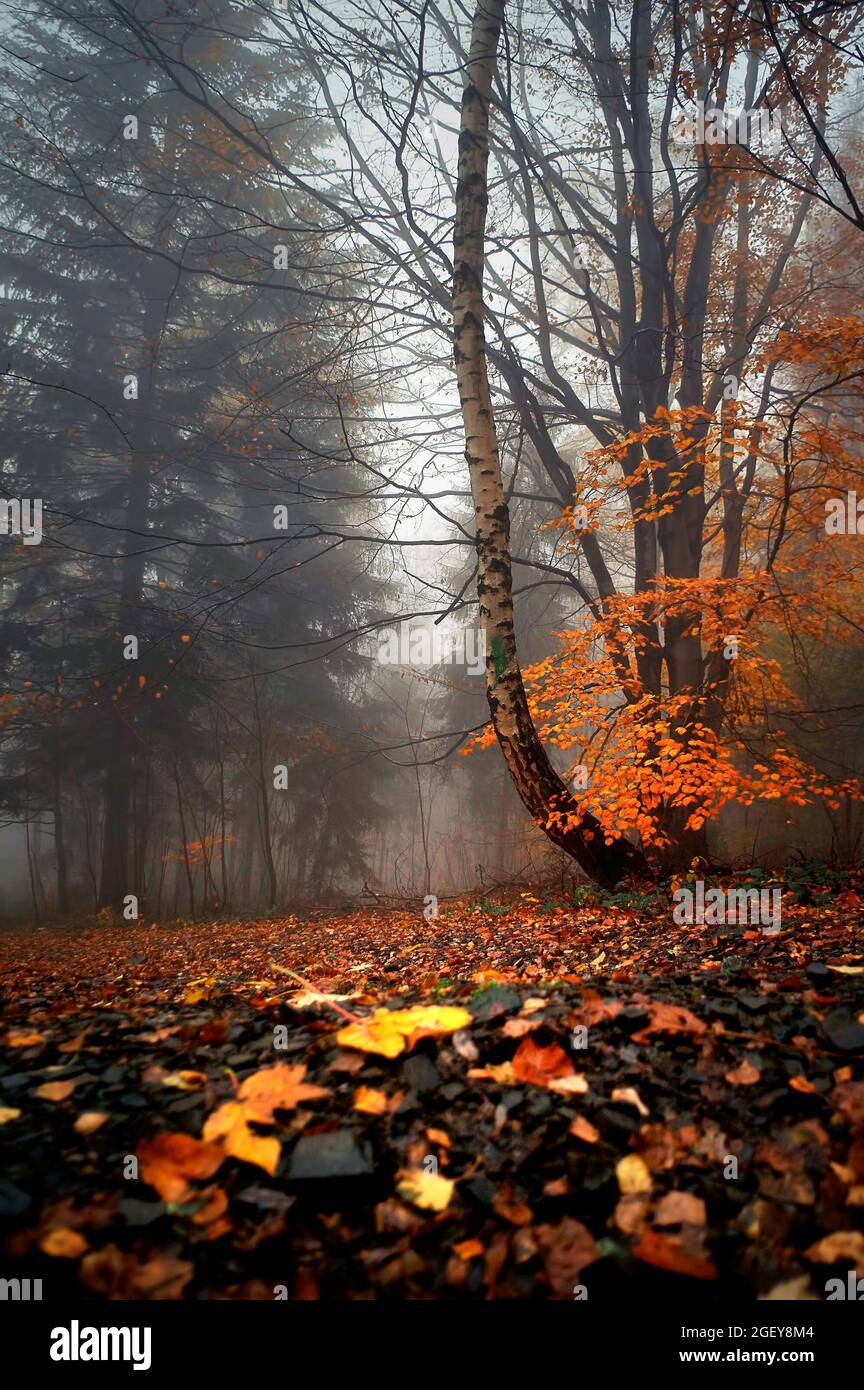 Misty forest landscape, avenue trees Stock Photo - Alamy