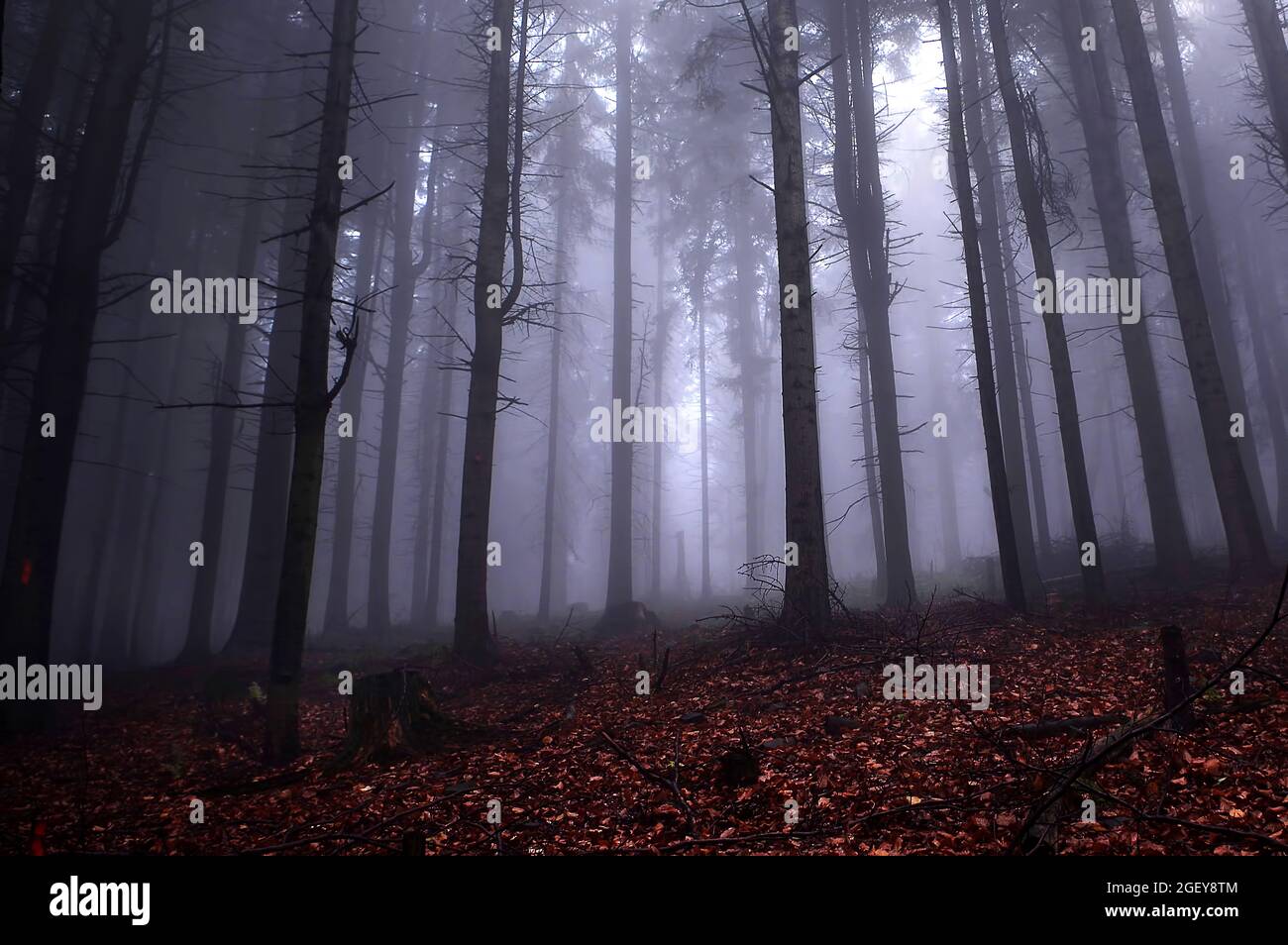 Misty forest landscape, avenue trees Stock Photo - Alamy