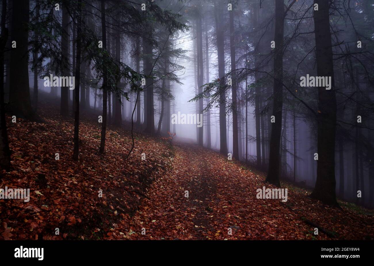 Misty forest landscape avenue hi-res stock photography and images - Alamy