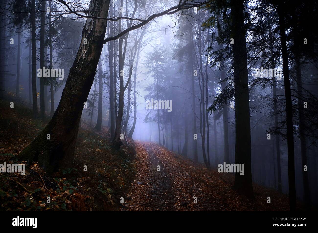 Autumn misty forest Stock Photo - Alamy