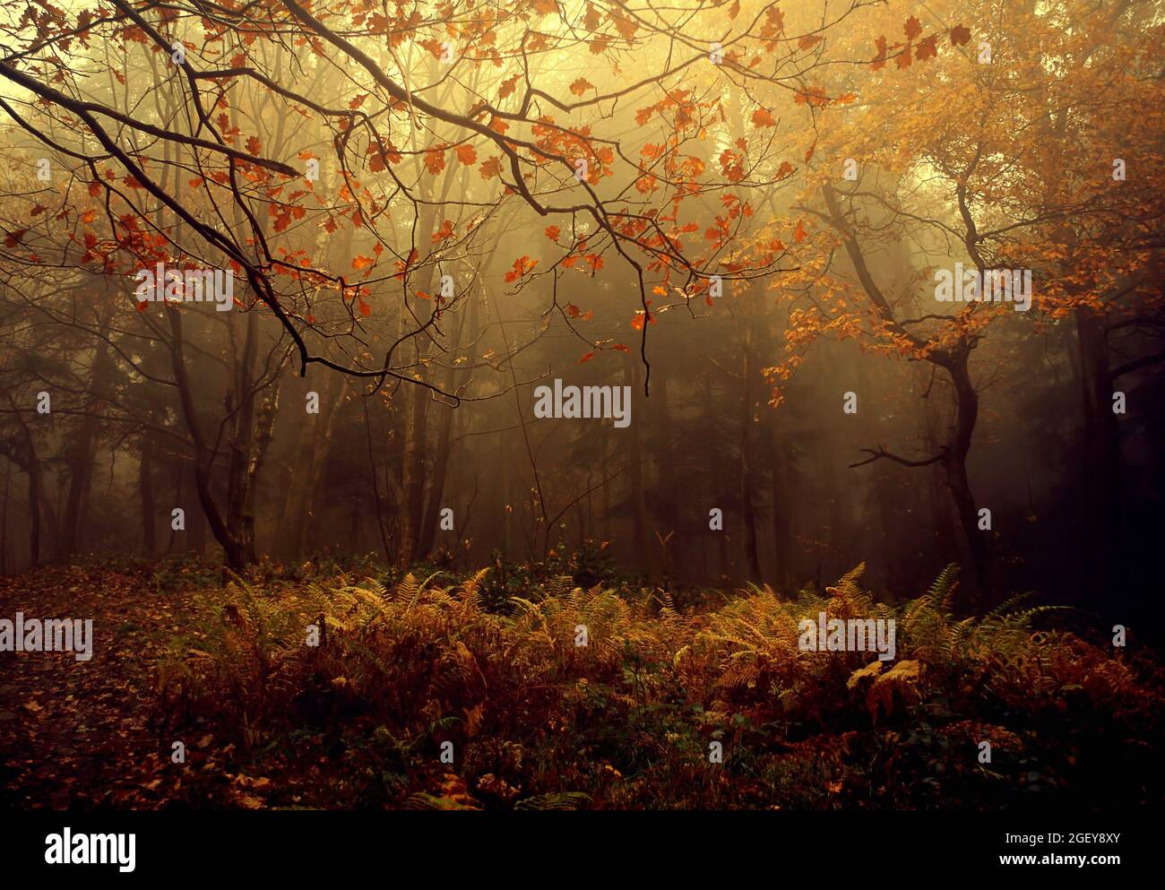 Misty forest l Stock Photo - Alamy