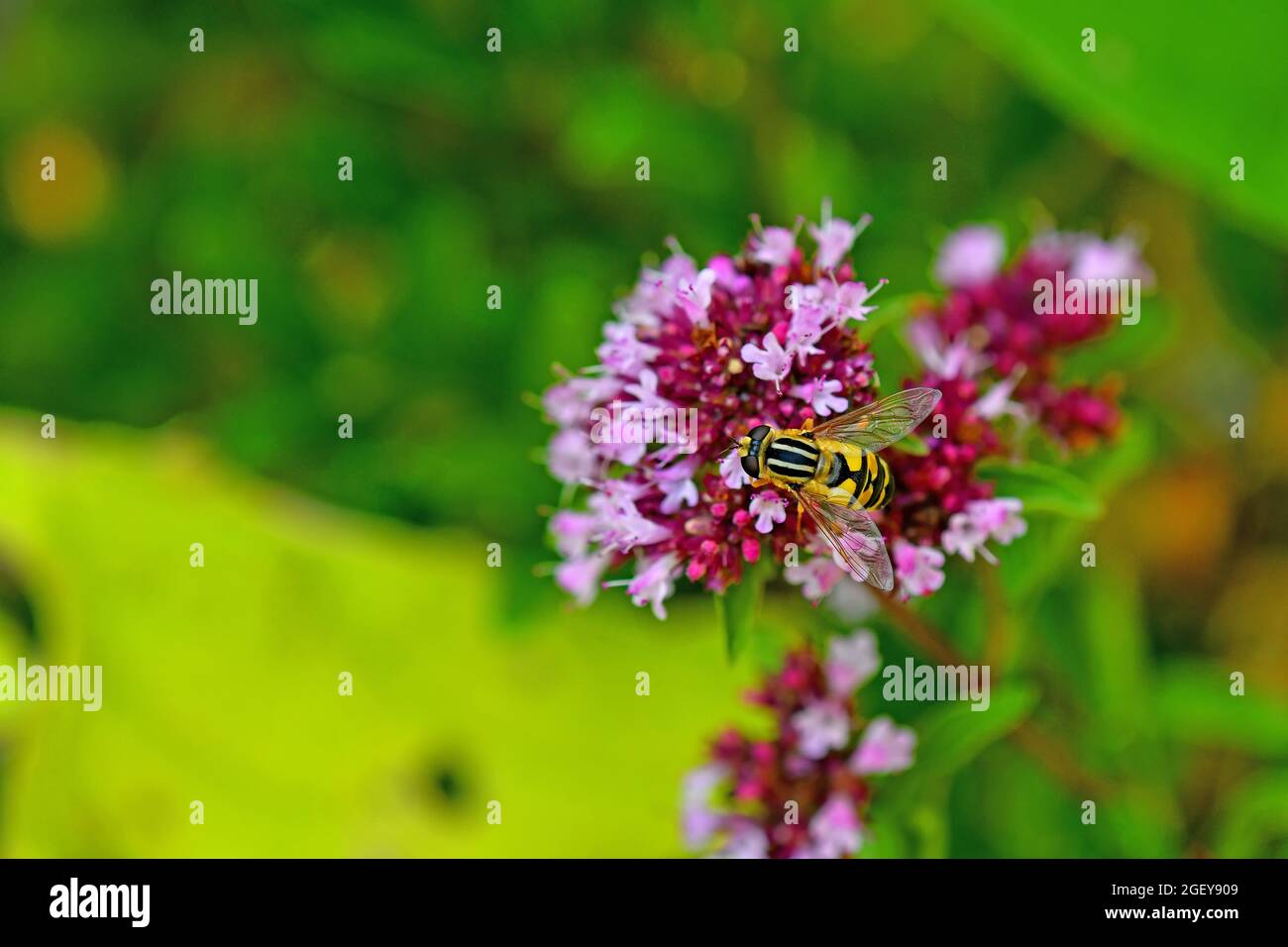 Helophilus species hi-res stock photography and images - Alamy