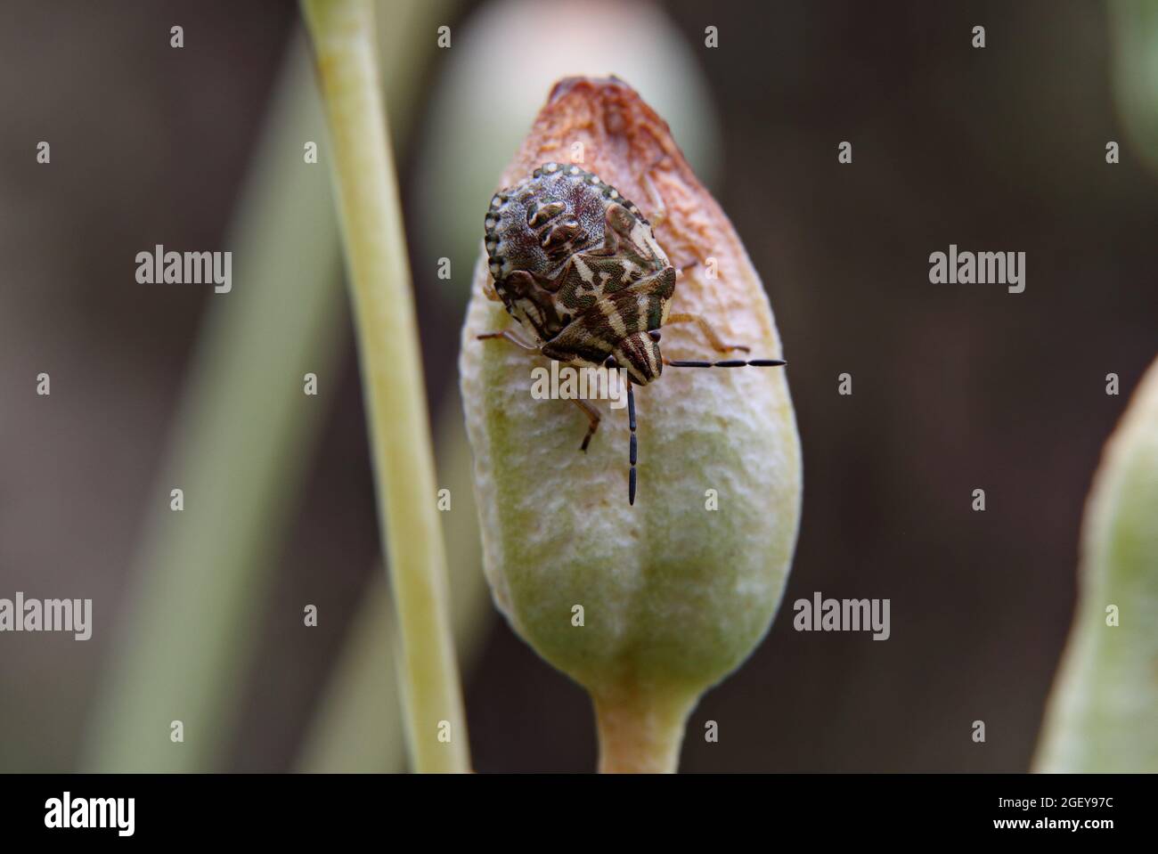 Grass bug nymph hi-res stock photography and images - Alamy