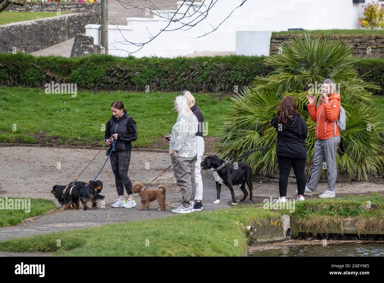 Group of dogs hi-res stock photography and images - Alamy