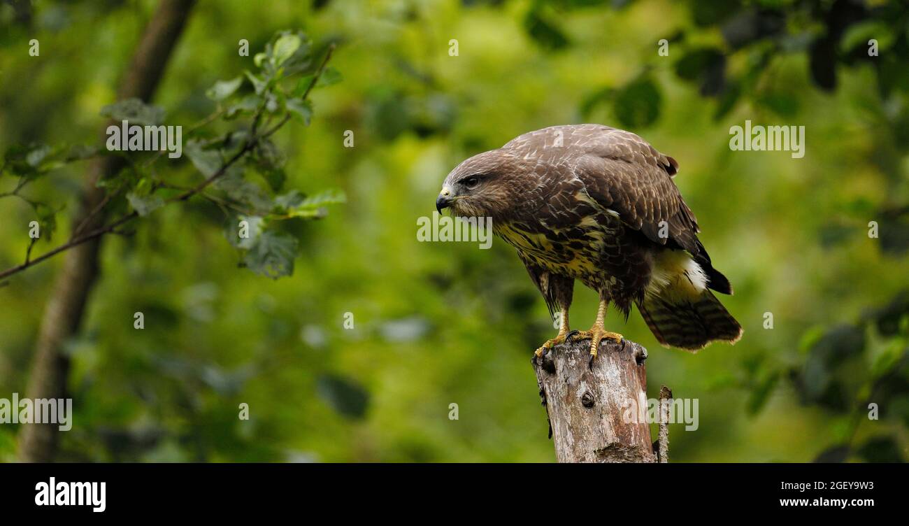 Photographing buzzards hi-res stock photography and images - Alamy