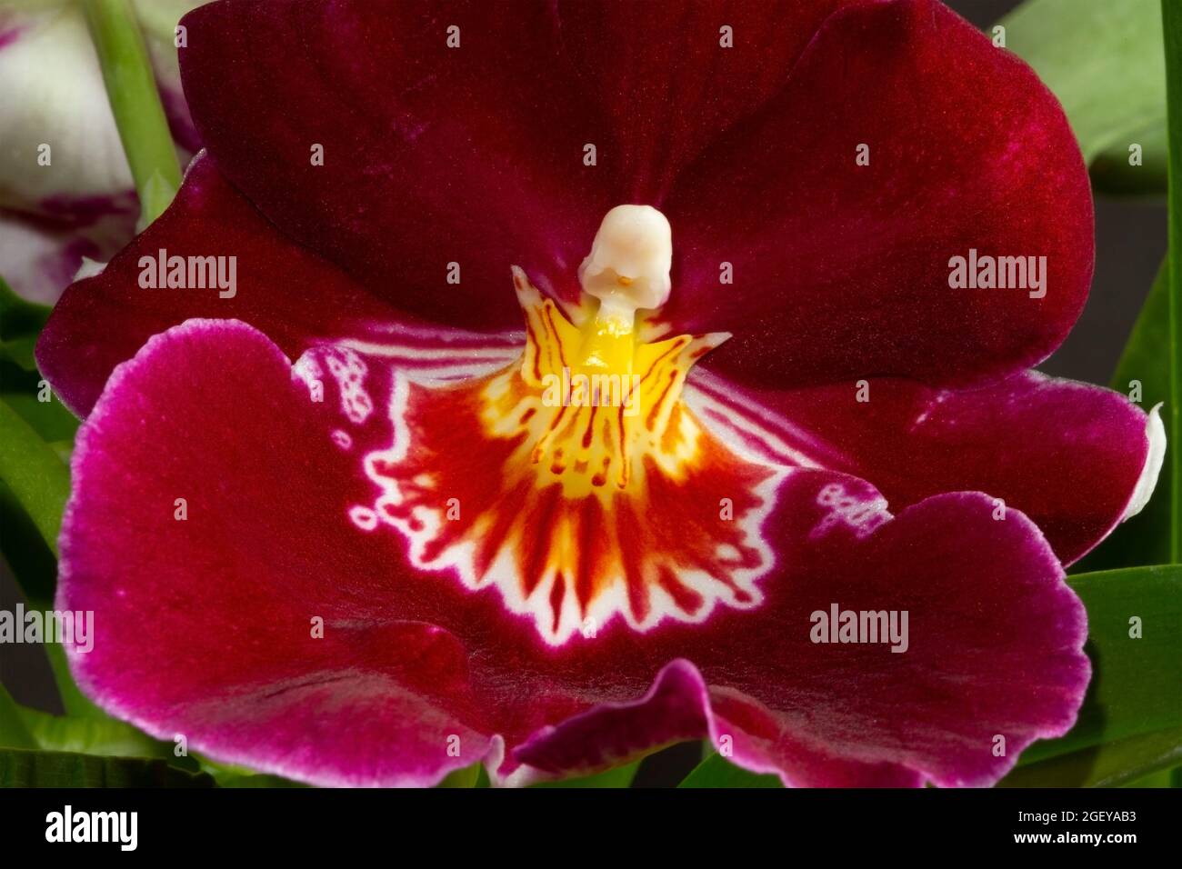 The structure of the labellum and stigma cap of a Cooktown Orchid are ...