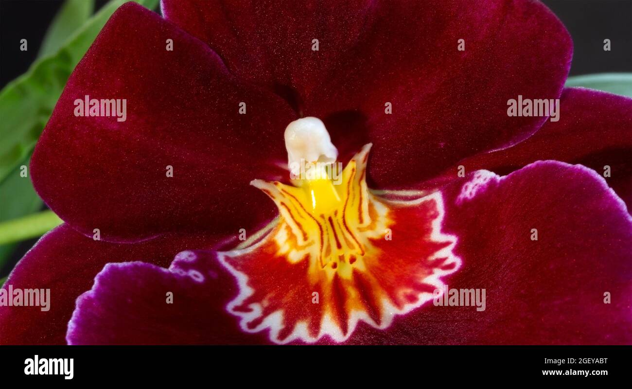 The structure of the labellum and stigma cap of a Cooktown Orchid are ...