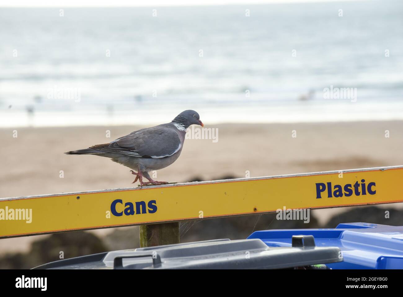 Pigeon waste hi-res stock photography and images - Alamy