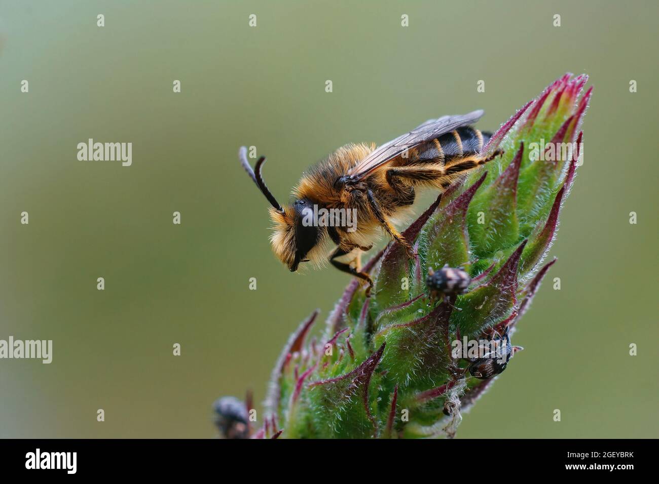 A closeup shot of a Macropis europaea bee sitting on a plant Stock ...