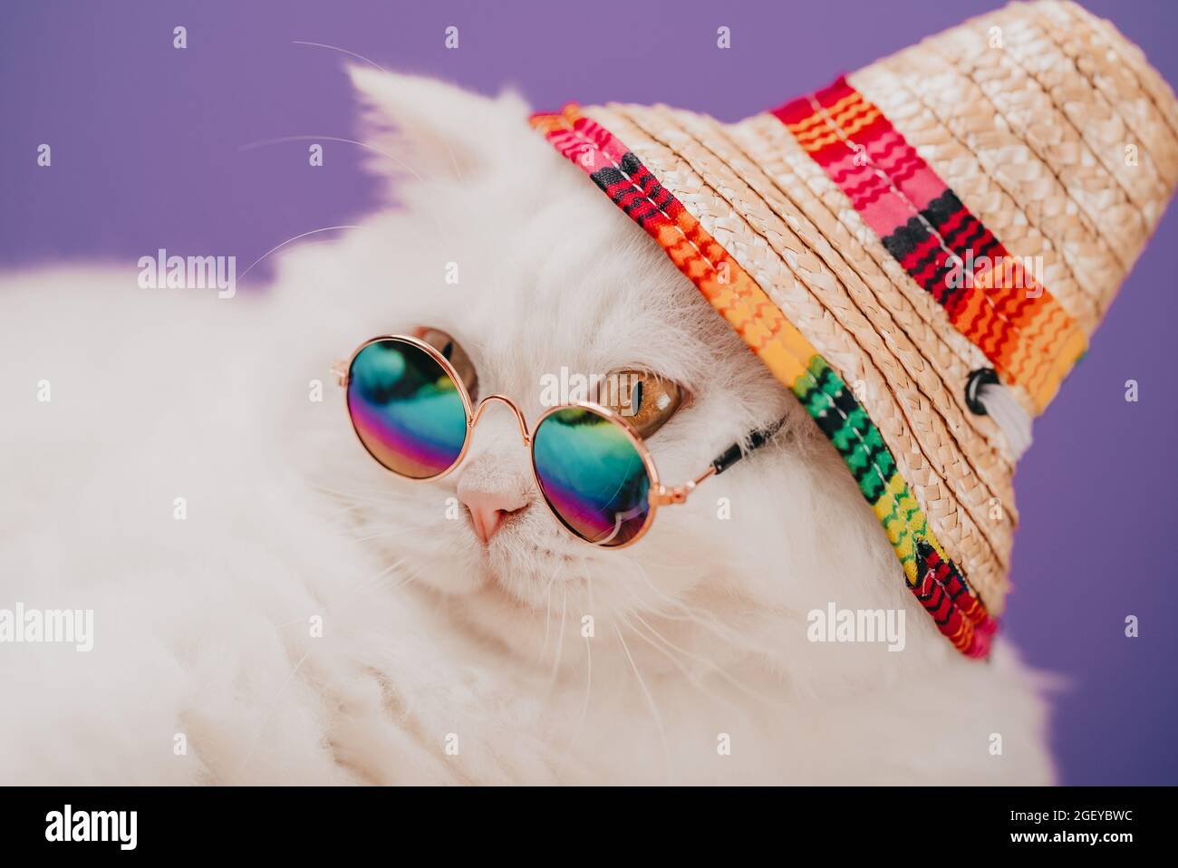 Highland straight fluffy cat with long hair and round glasses, rainbow ...