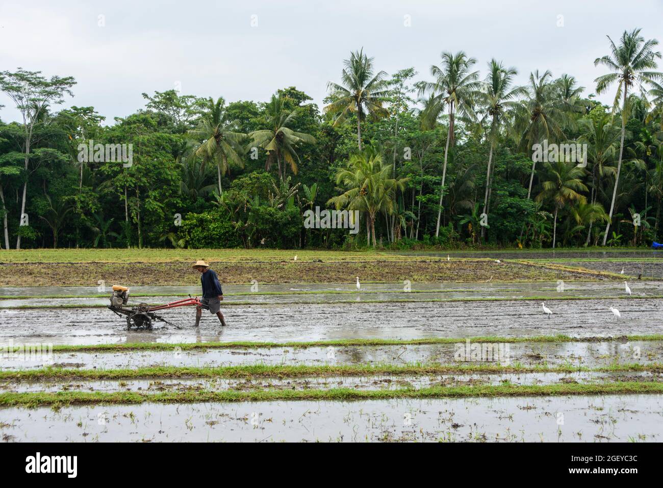 Farmer ploughing the rice field with a motorized plow. Bali, Indonesia ...