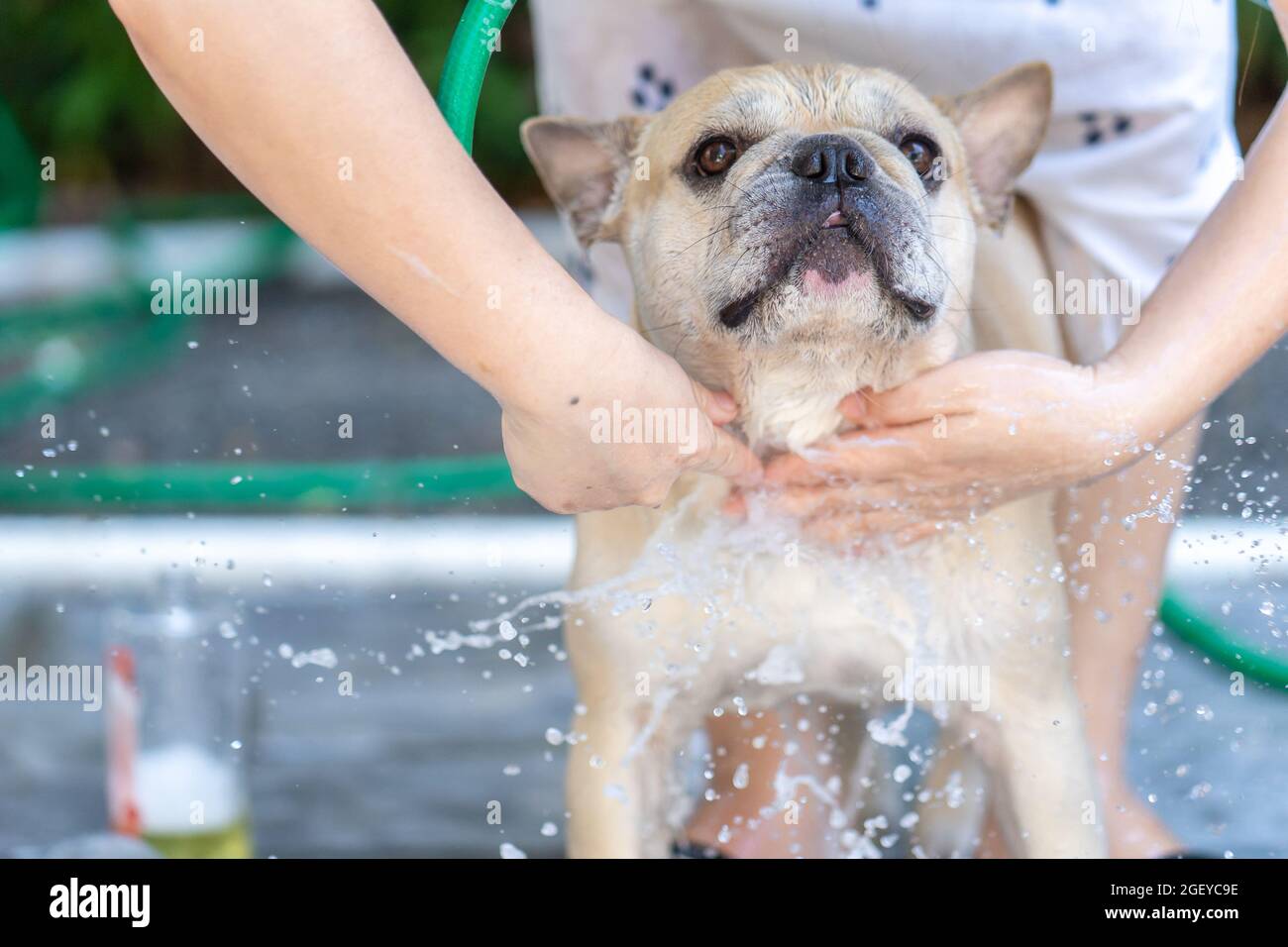 A little French bulldog taking a bath outdoor Stock Photo - Alamy