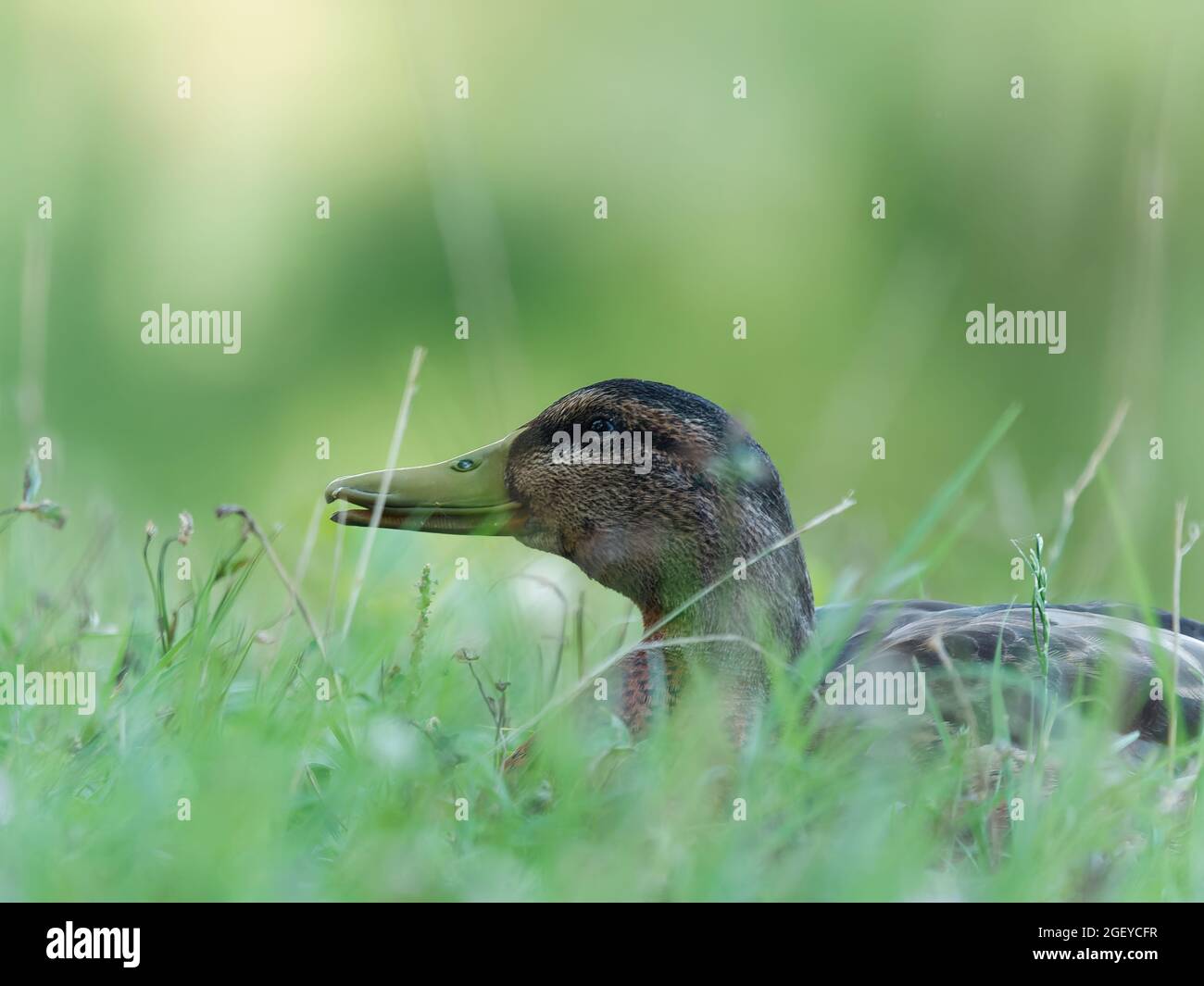 A profile shot of a cute female mallard in the blurred natural ...