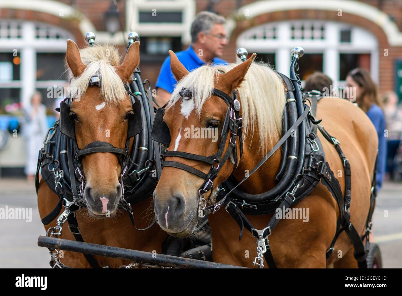 Time test horse hi-res stock photography and images - Alamy
